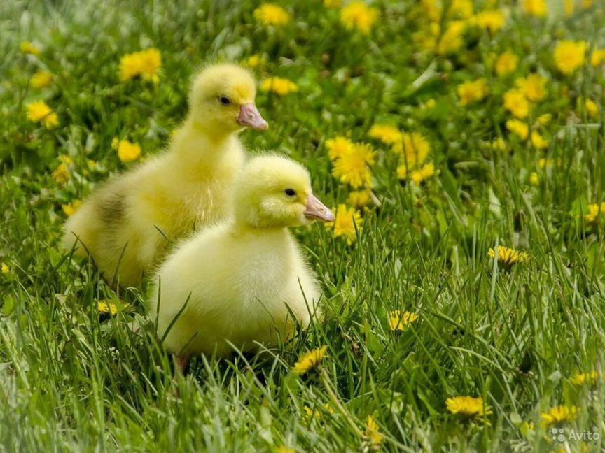 Продажа подрощенных гусят