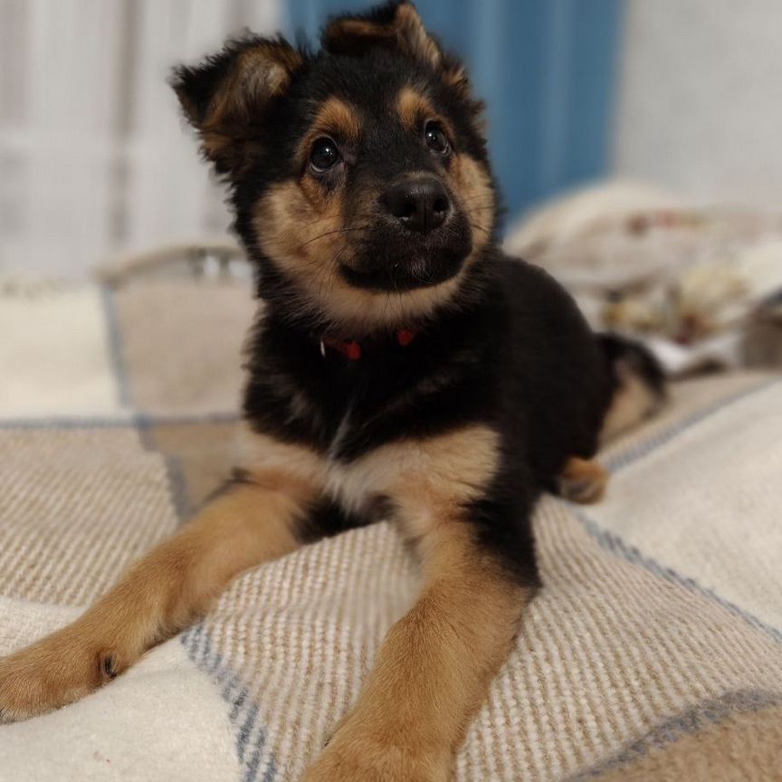 Щенок в добрые руки