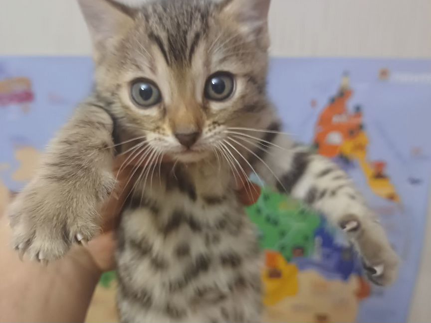 Бенгальские котята