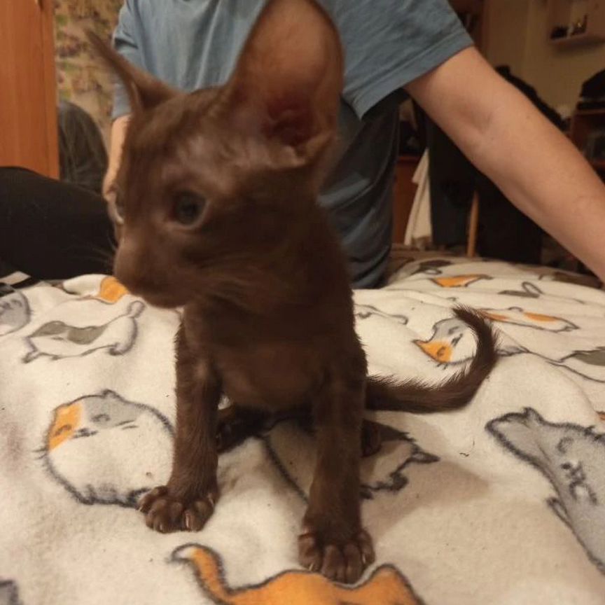 Ориентальный котёнок