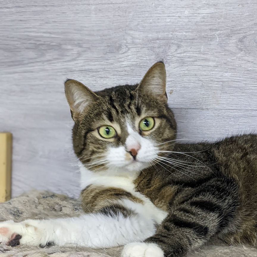 Кошка ищет дом