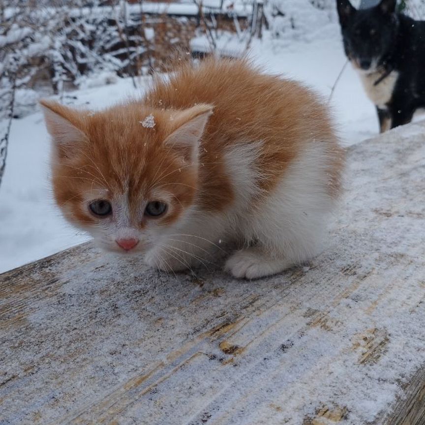 Котёнок в добрые руки