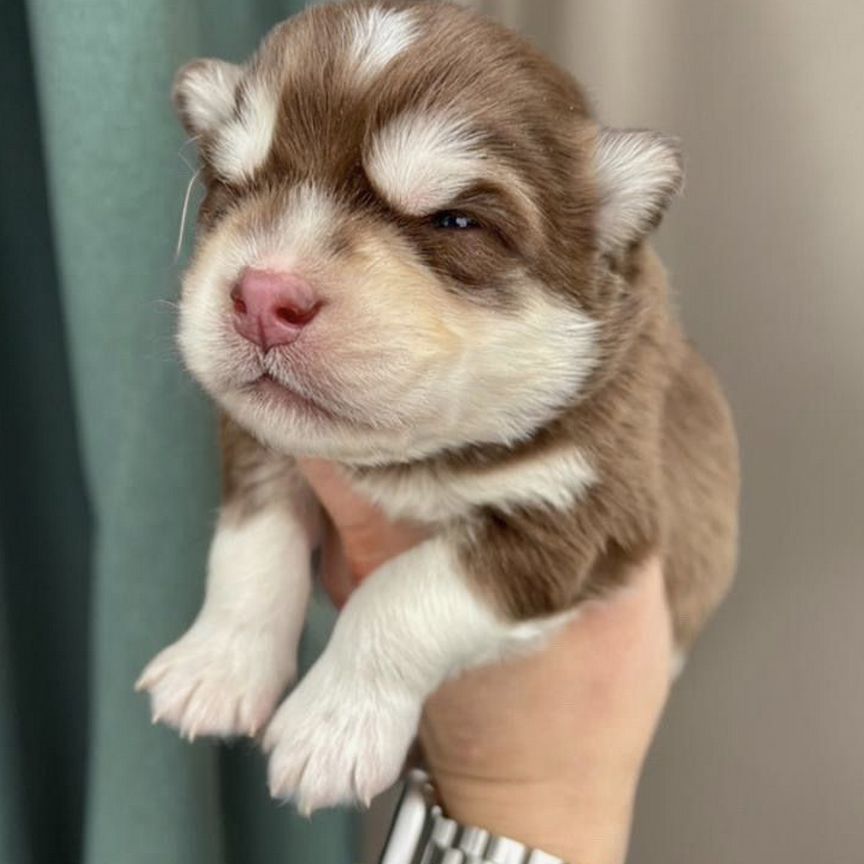 Помски, щенок