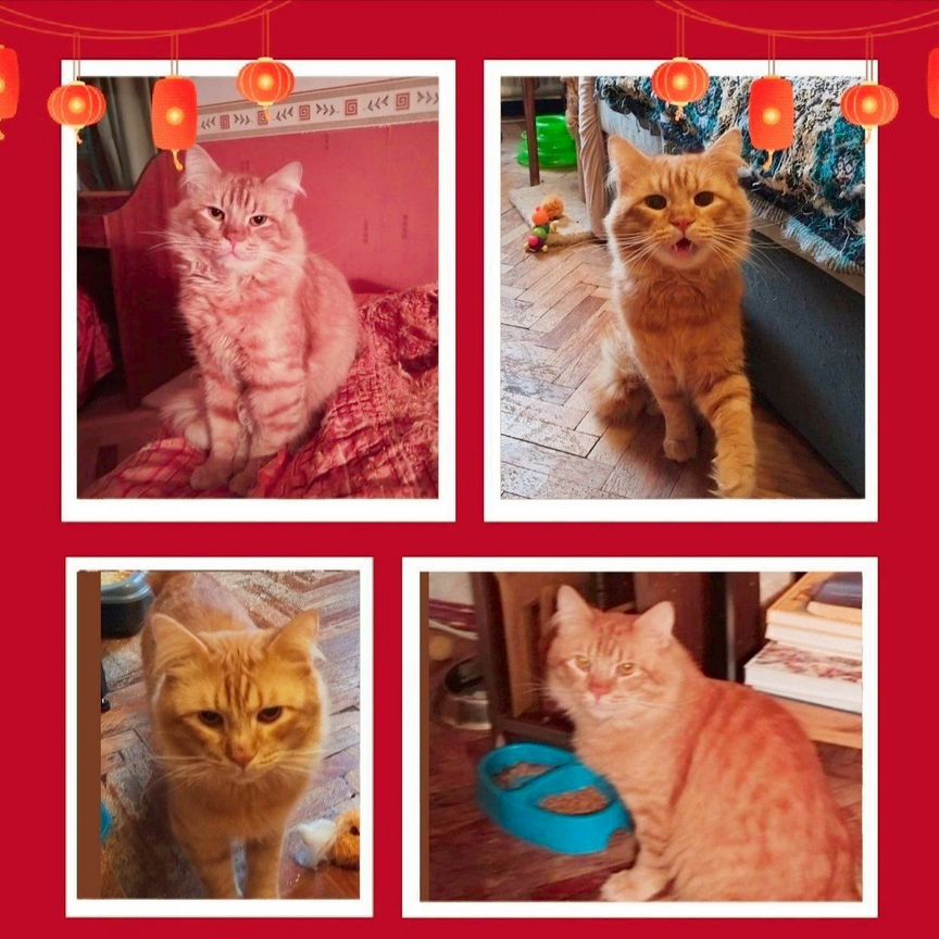 Котик в добрые руки