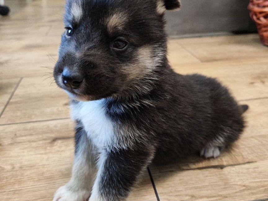 Щенки метисы хаски