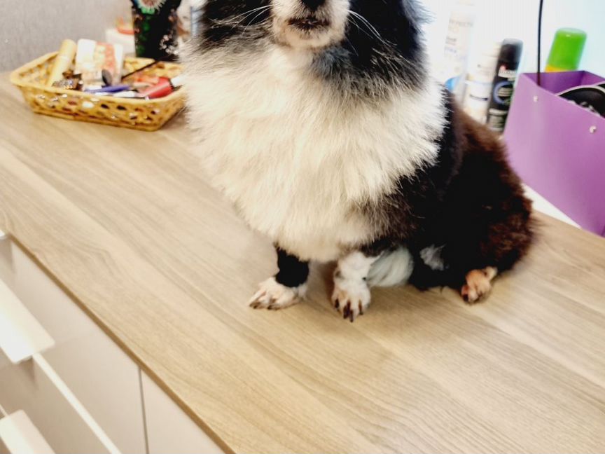 Шпиц найден