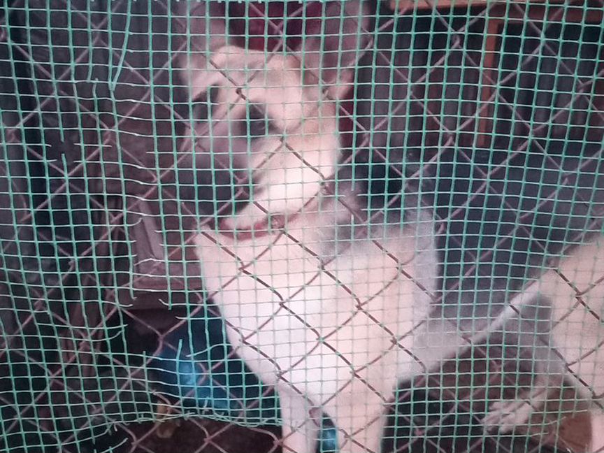 Продаётся восточно-европейская овчарка, сучка