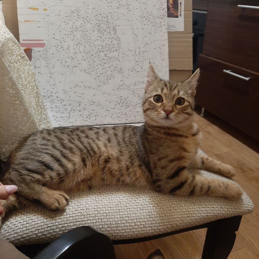 Ищу для котика хозяев