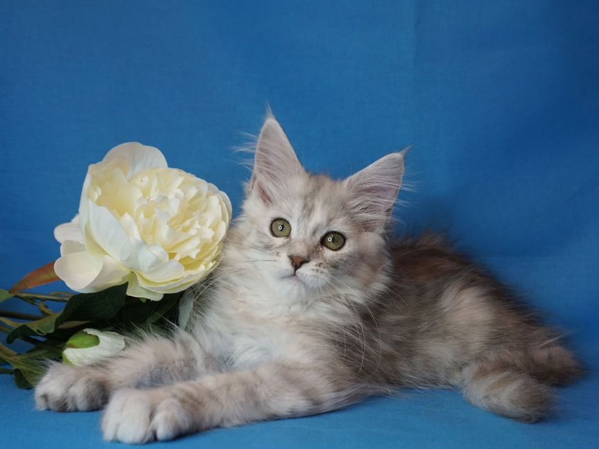 Мейн-кун девочка