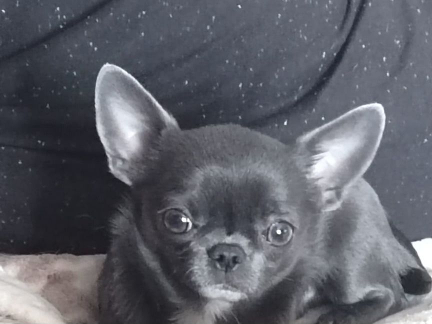 Вязка кобель чихуахуа