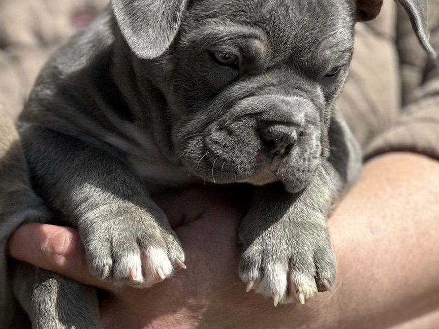 Крутые щенки Американского булли