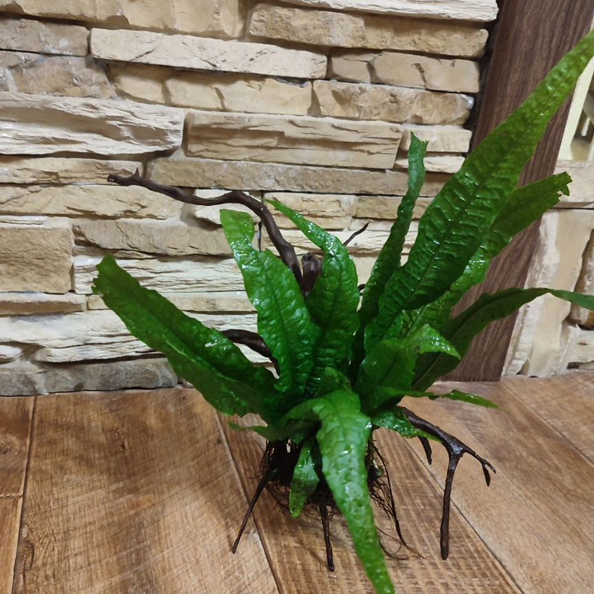 Коряга с папоротником