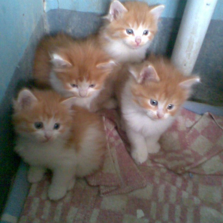 Сибирские котята
