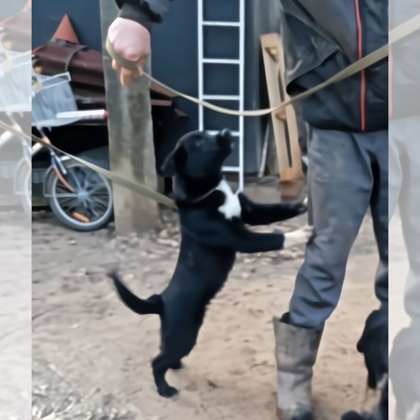 Щенок в добрые руки