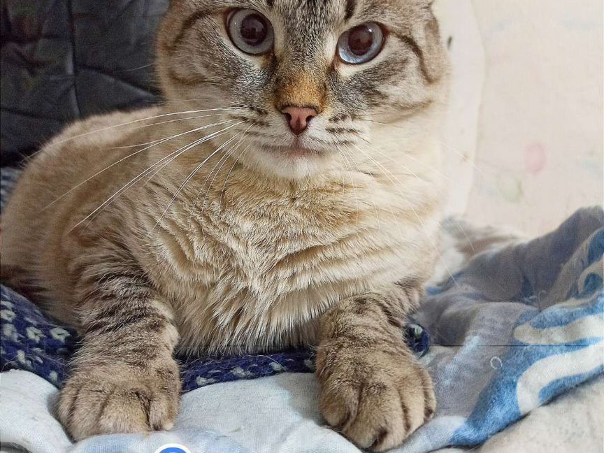 Кот