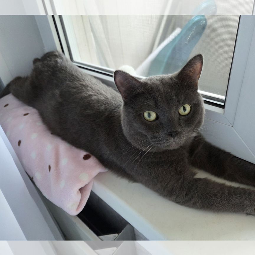 Британский короткошёрстный, взрослый кот