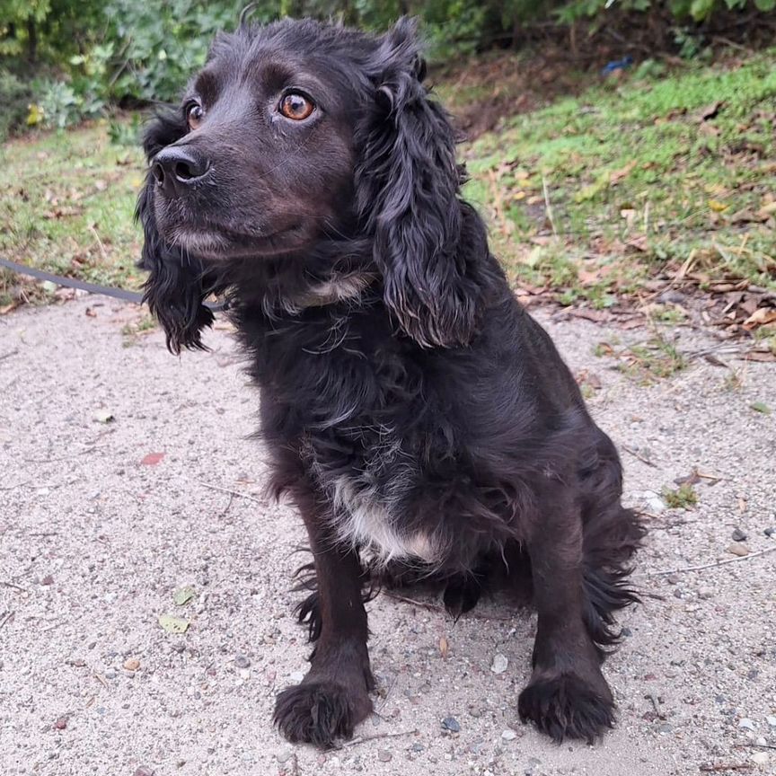 Взрослый пёс в добрые руки