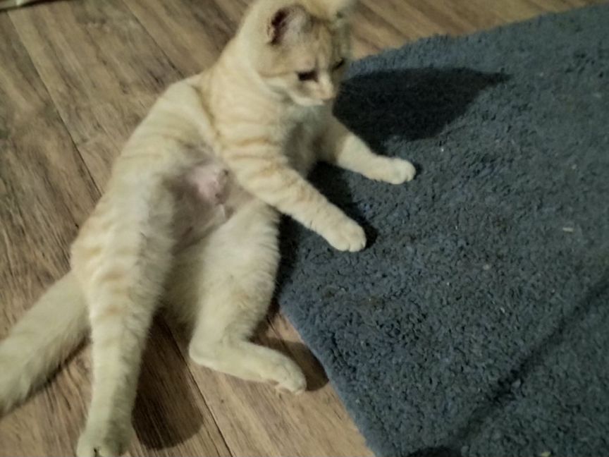 Кошка в дар бесплатно