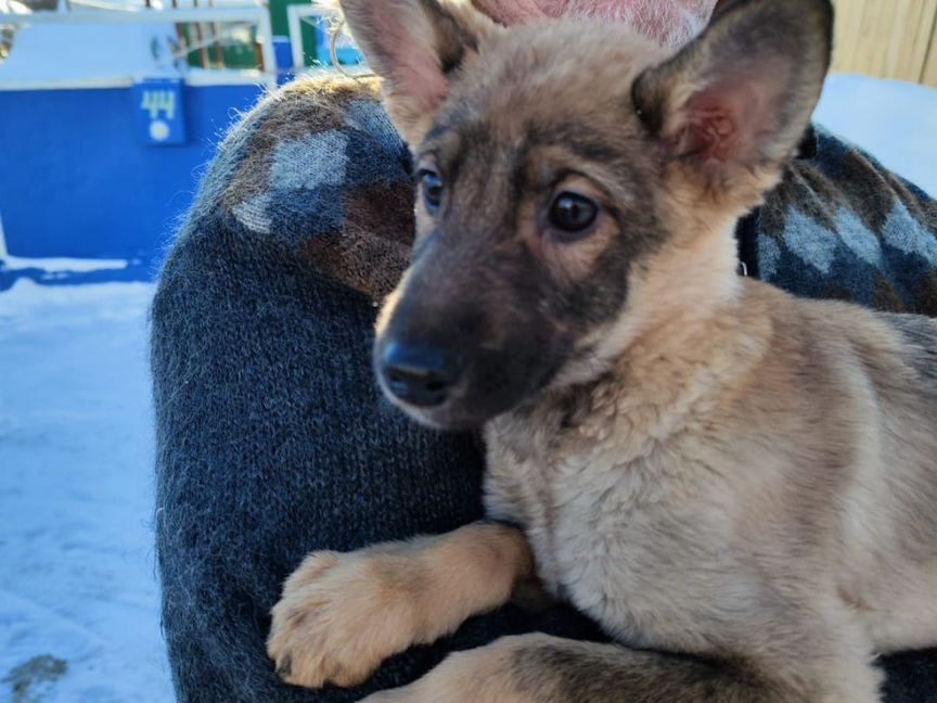 Собака в добрые руки щенок