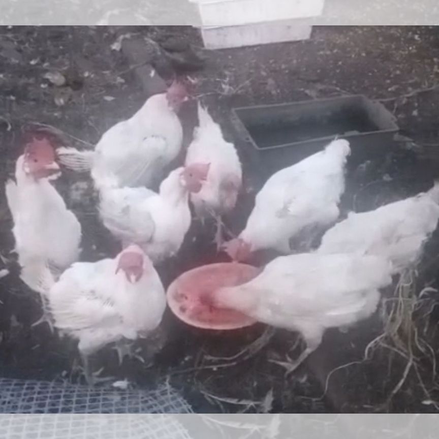 Куры несушки