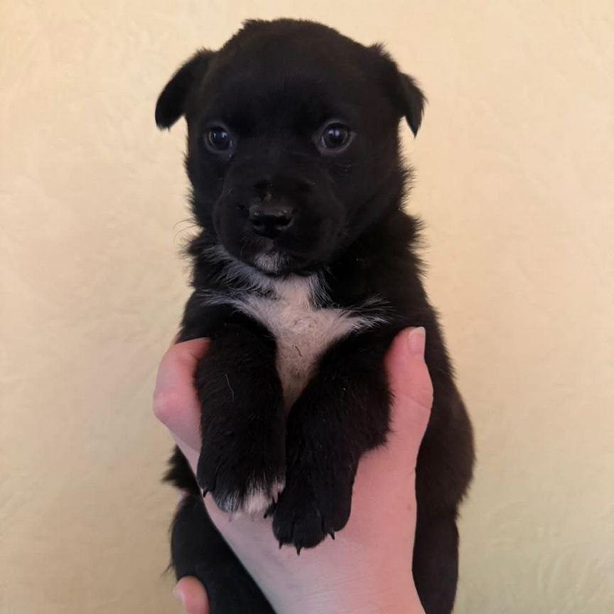 Щеночки в добрые руки