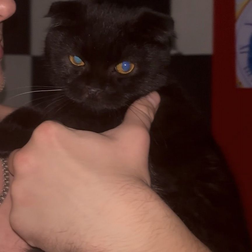 Британский короткошёрстный котёнок