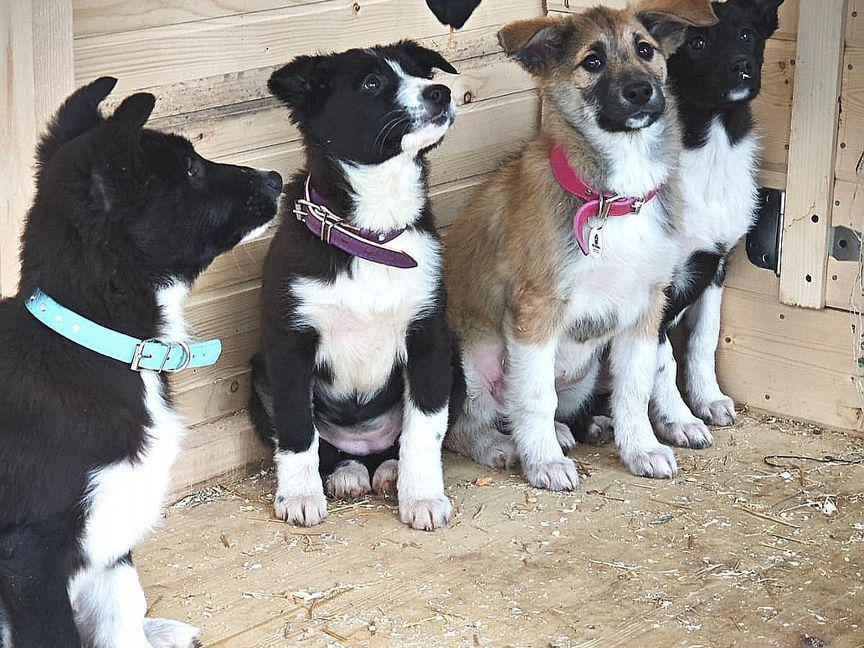 Щенки метисы в добрые руки