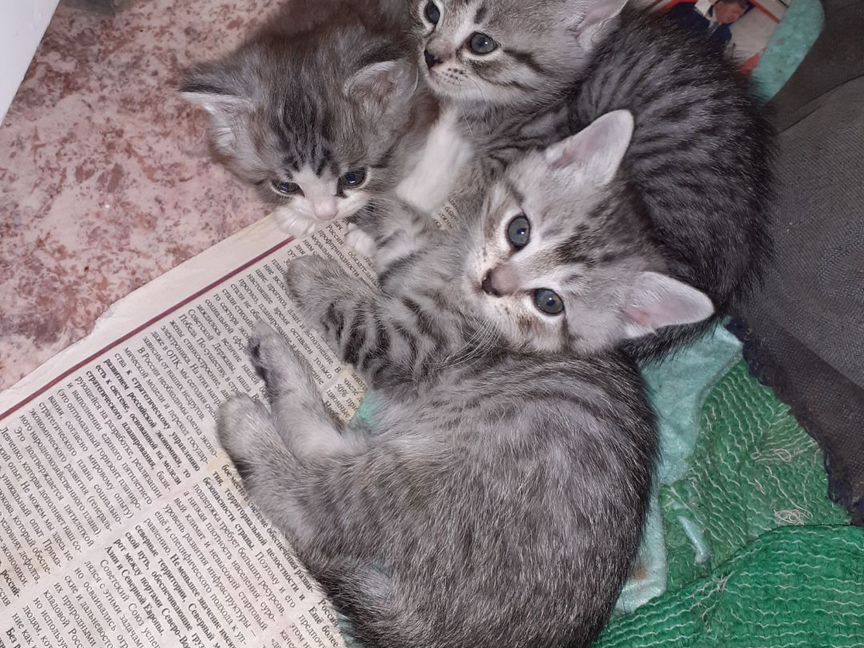 Котята в добрые руки, бесплатно