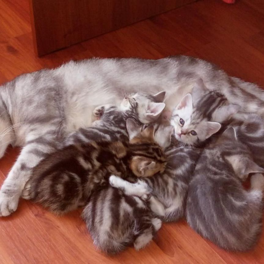 Шотландские котята мрамор