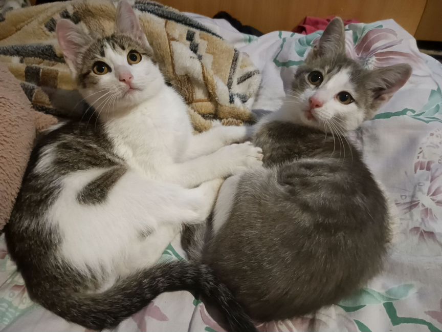 Кошечки ищут дом, 4 мес
