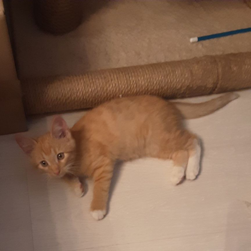 Чудесный котенок в заботливые ручки