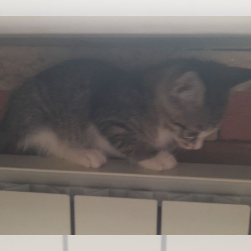 Котёнок 1,5 месяца мальчик. Ищет себе хозяина