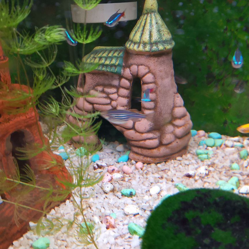 Аквариумные рыбки данио