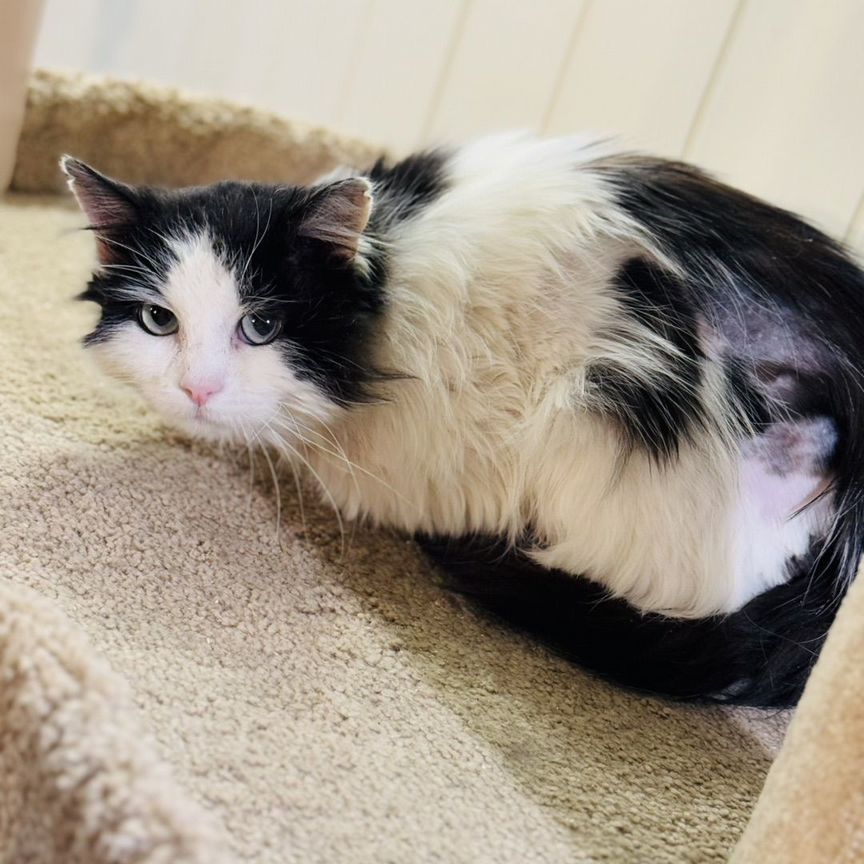 Кастрированный котик