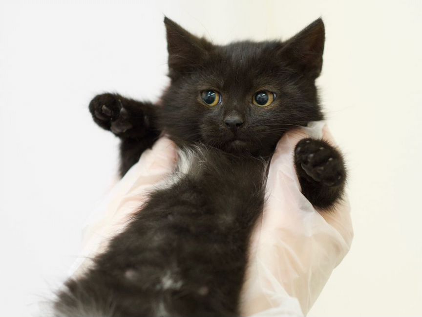 Спасёныши с промзоны (котята, 2,5 и 4,5 мес.)