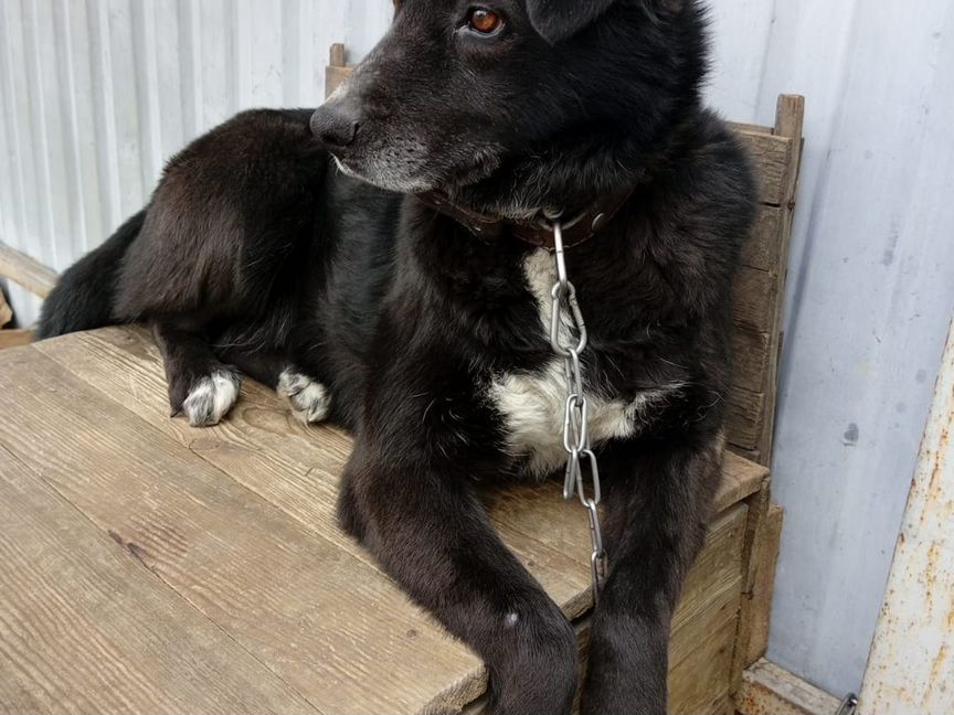 Собака бесплатно в добрые руки