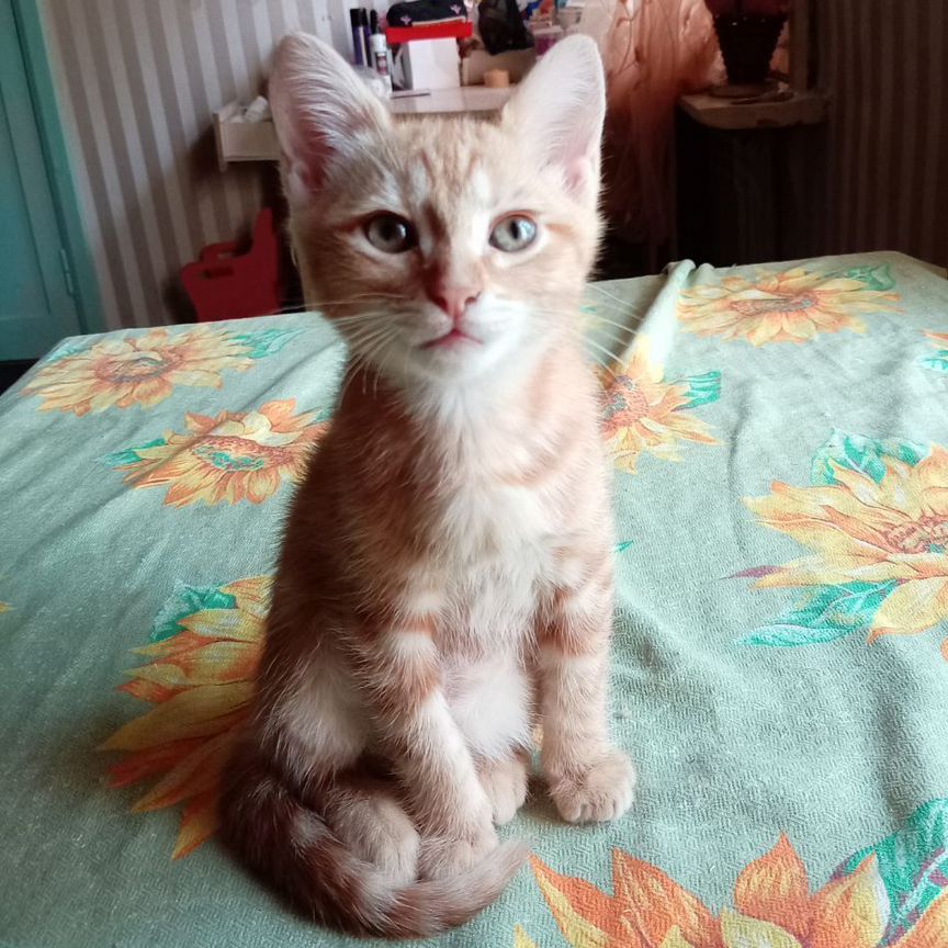 Сибирский котёнок