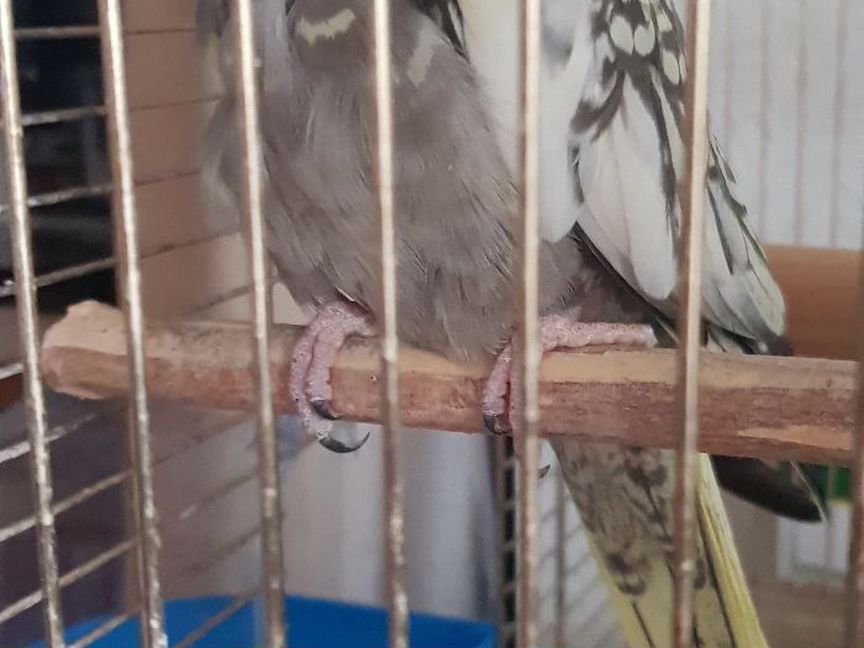 Попугай корелла с клеткой