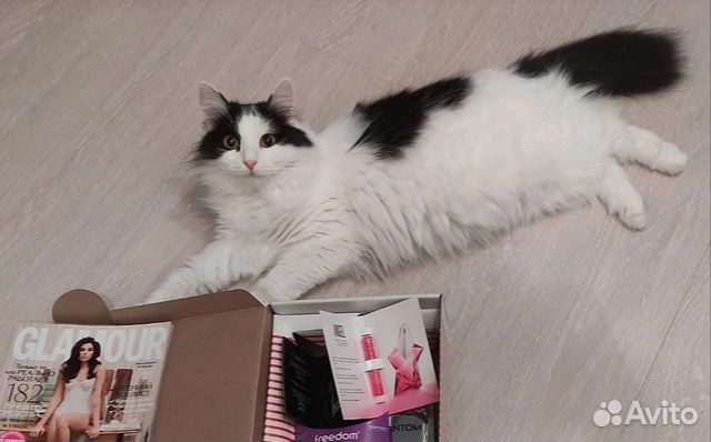 Кошки бесплатно