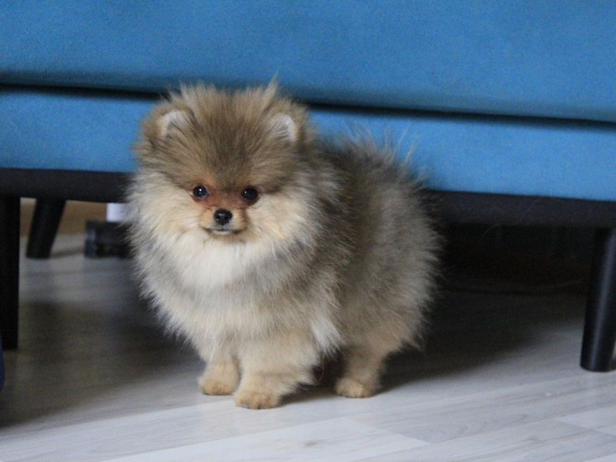 Шенок шпица