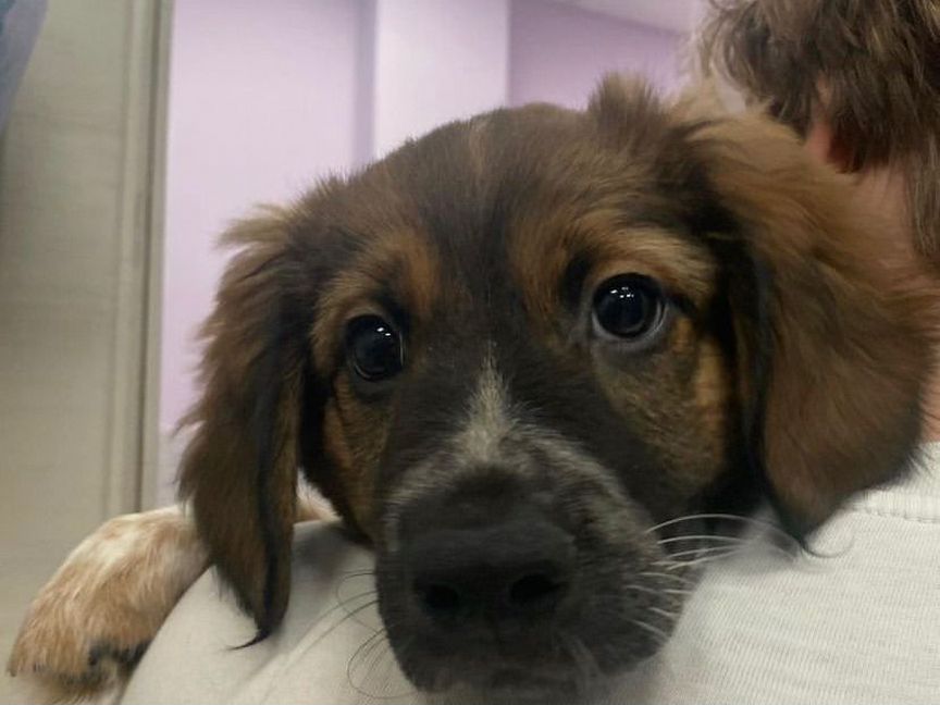 Маленькая Элли в срочных поисках дома