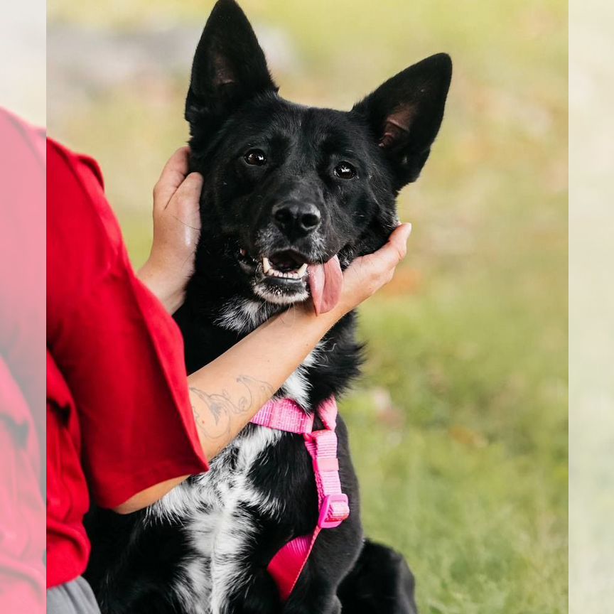 Взрослая собака в добрые руки