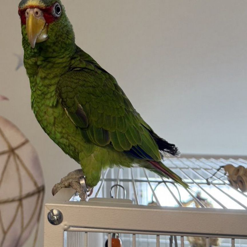 Попугай Амазон 