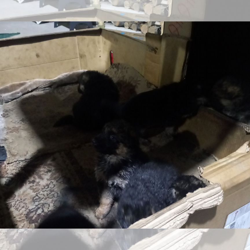 Немецкая овчарка, щенок