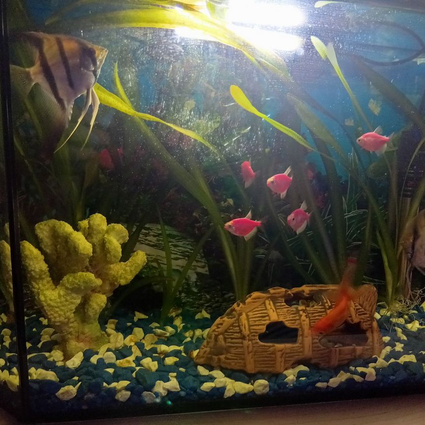 Рыбки скалярии