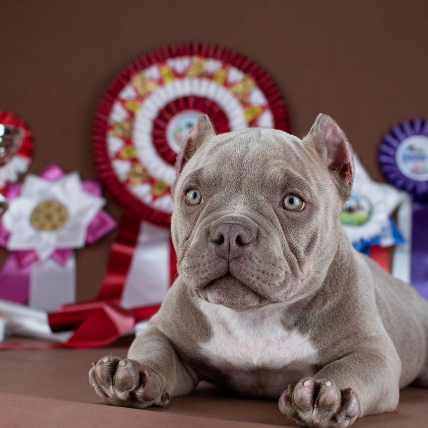 Американский Булли щенок