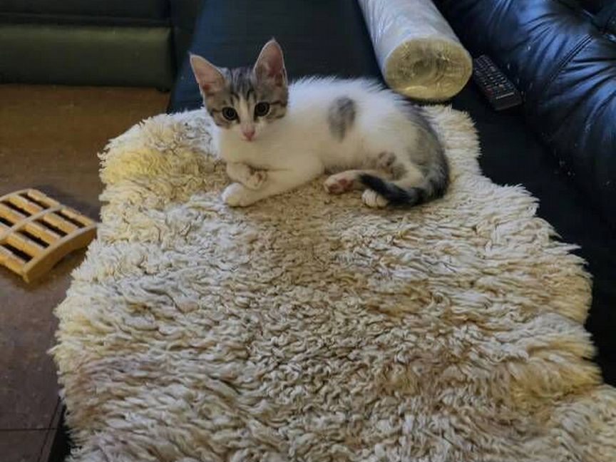 Котёнок хороший