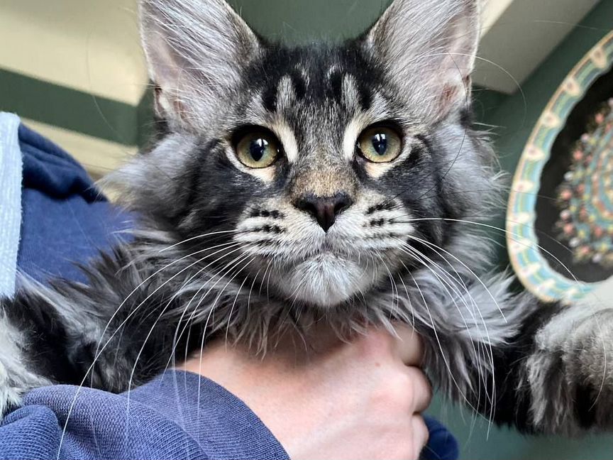 Котята Мейн-куны (3.5 месяца)