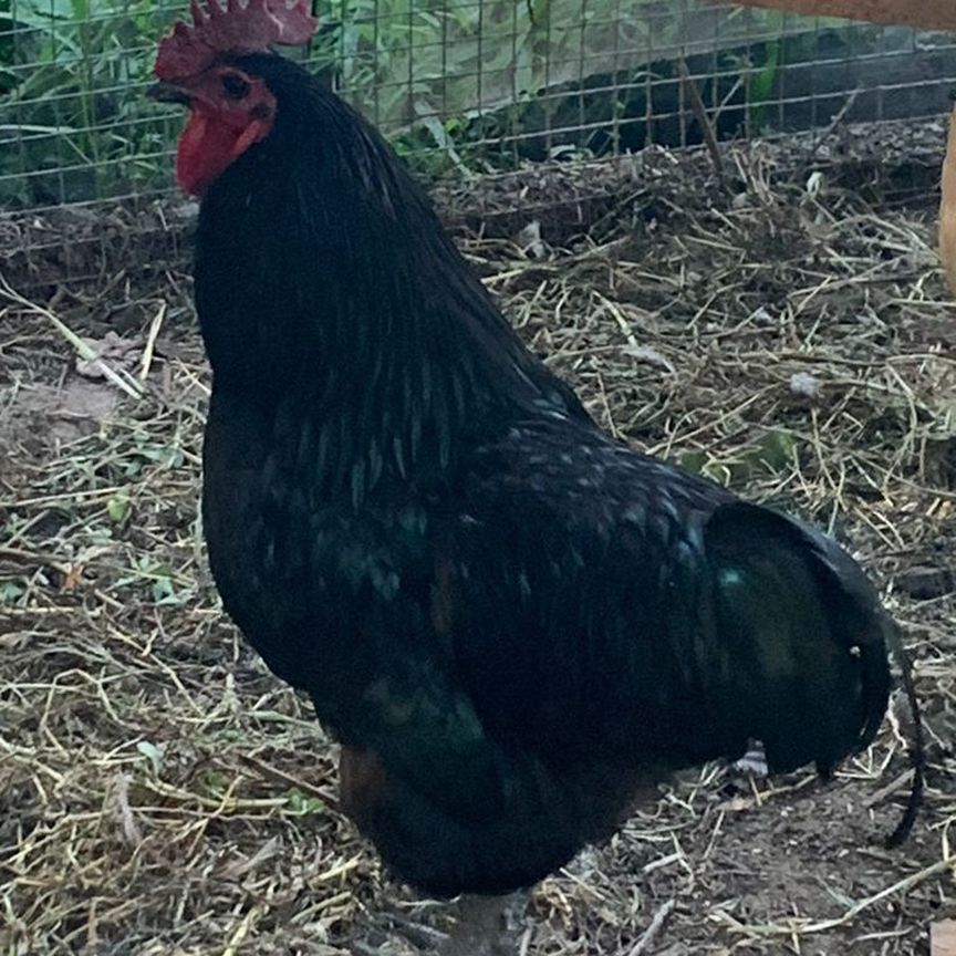 Петух породы Ухейилюй