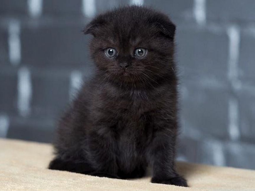 Черная вислоухая кошечка
